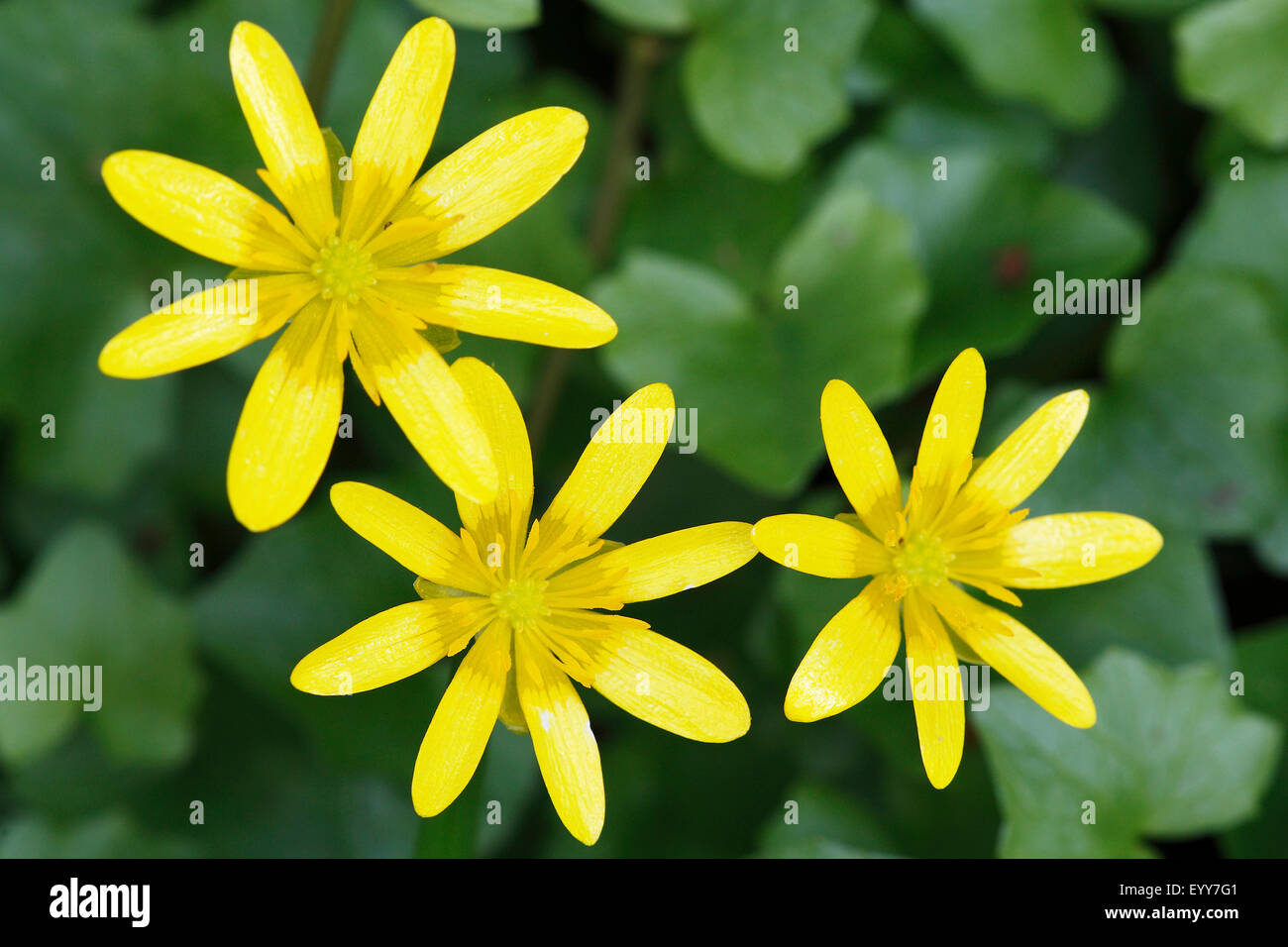 lesser celandine, fig-root butter-cup (Ranunculus ficaria, Ficaria ...