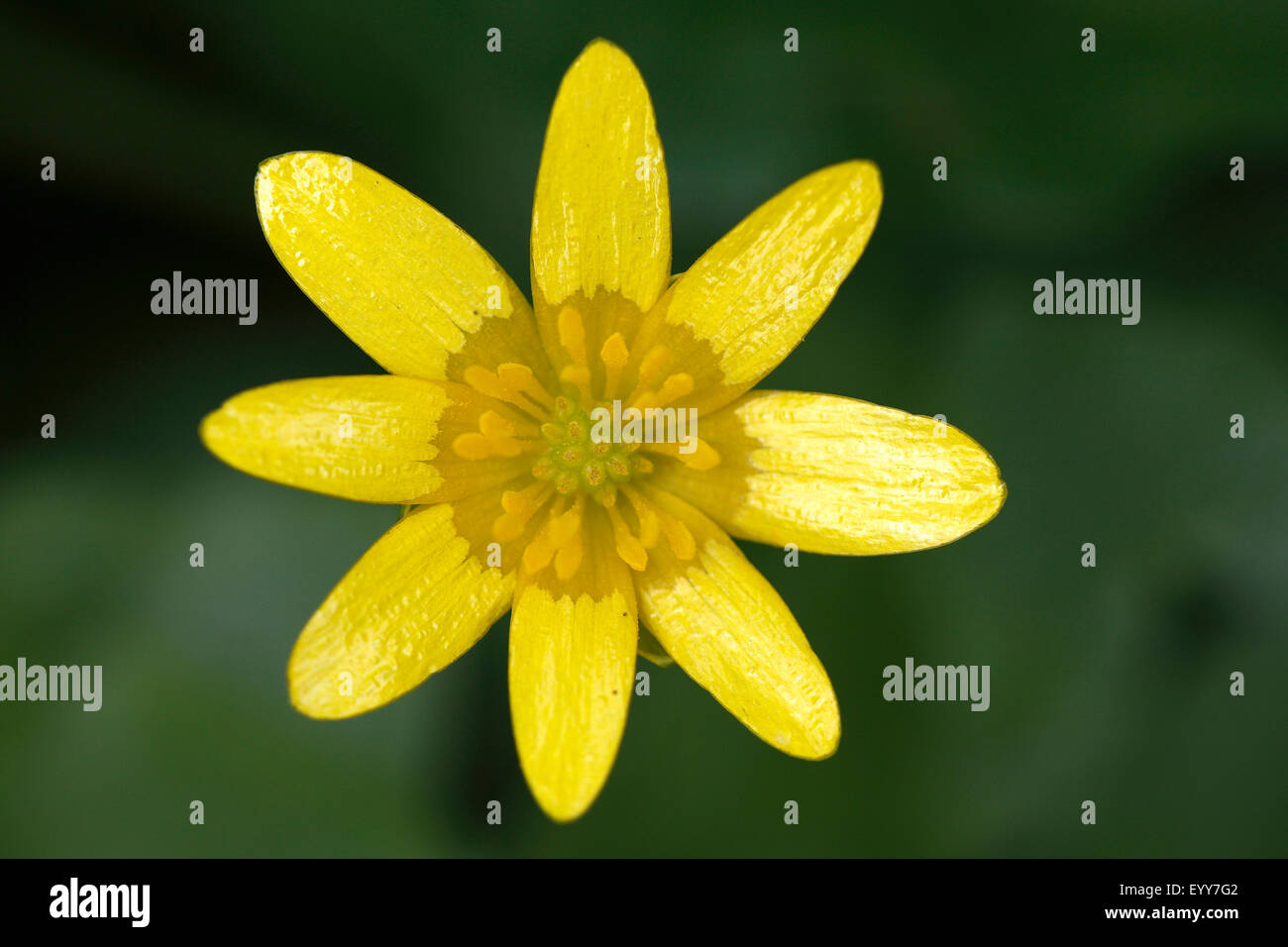 lesser celandine, fig-root butter-cup (Ranunculus ficaria, Ficaria ...