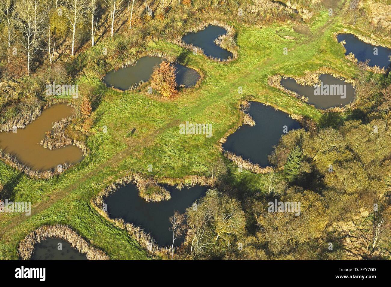 marshland with pools and forest, Demerbroeken nature reserve, Belgium ...