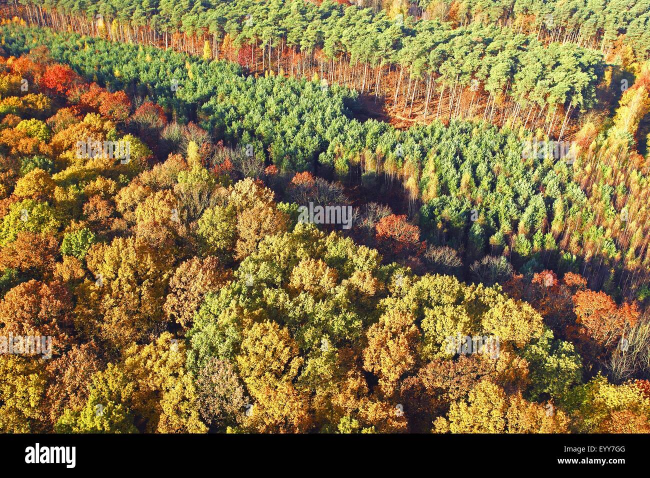common beech (Fagus sylvatica), aerial view to mixed forest with Oaks ...
