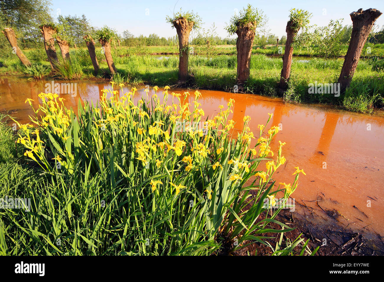 Pruning iris hi-res stock photography and images - Alamy