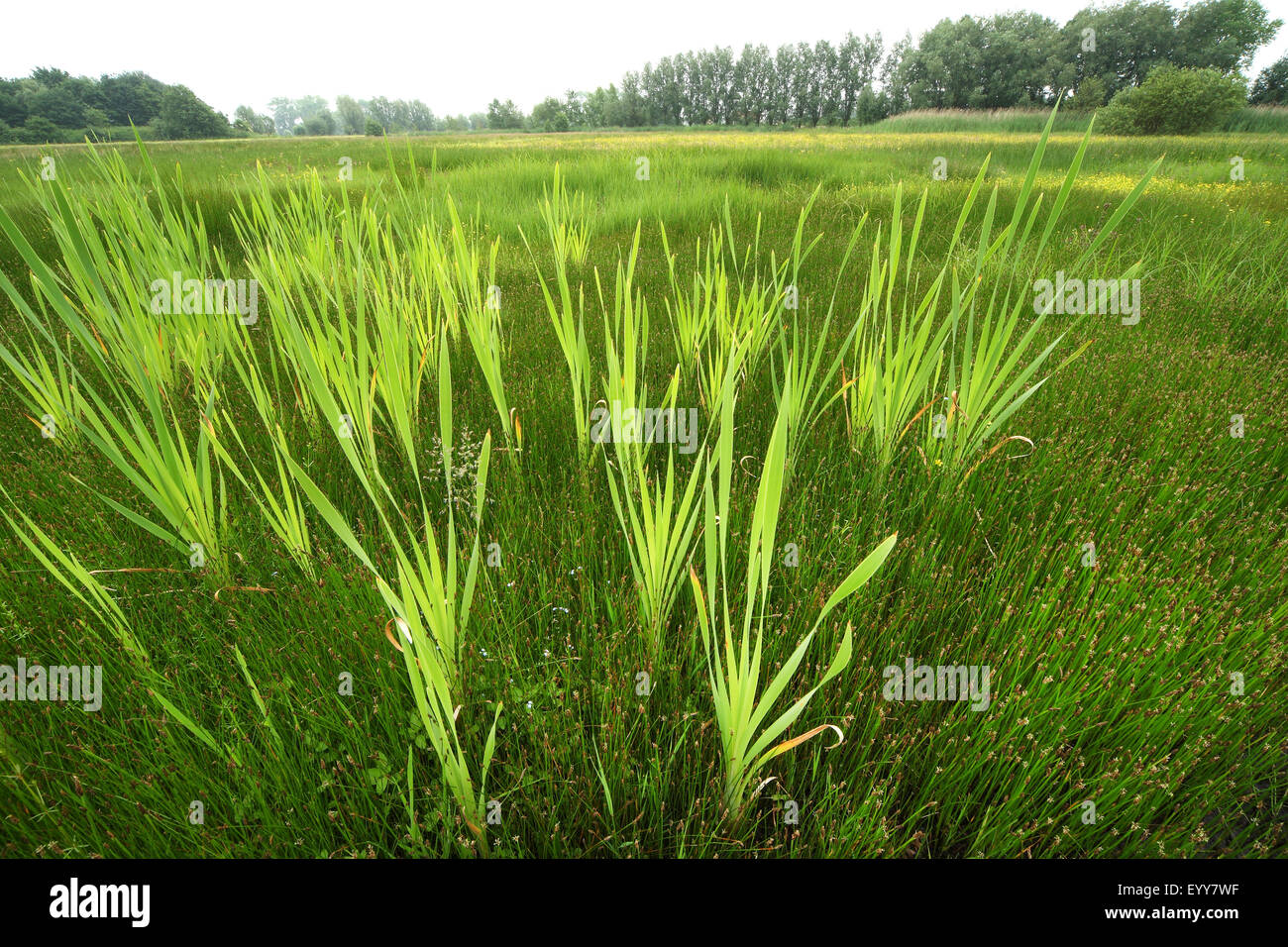 common cattail, broad-leaved cattail, broad-leaved cat's tail, great ...