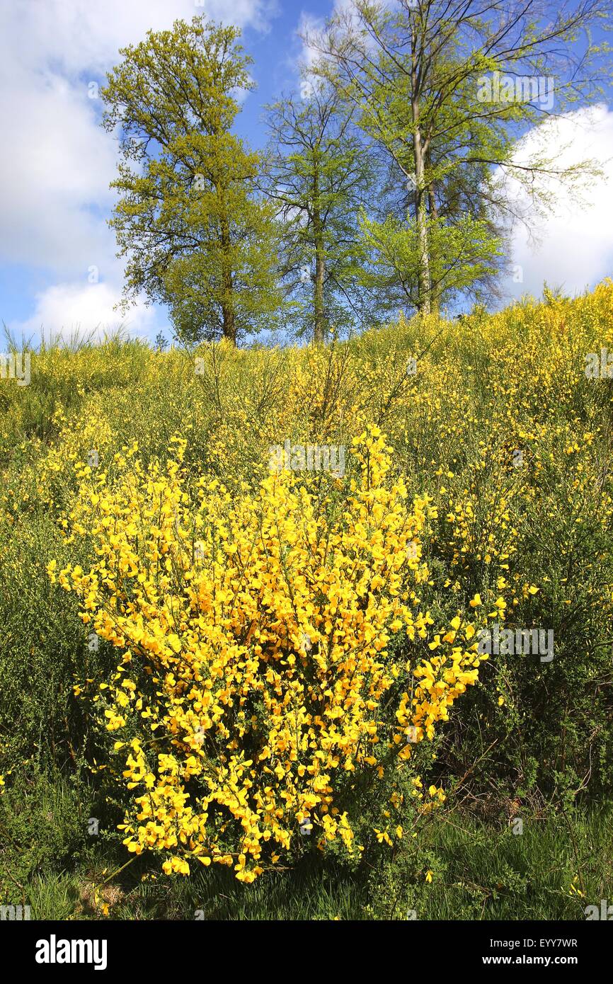 Scotch broom (Cytisus scoparius, Sarothamnus scoparius), flowering ...