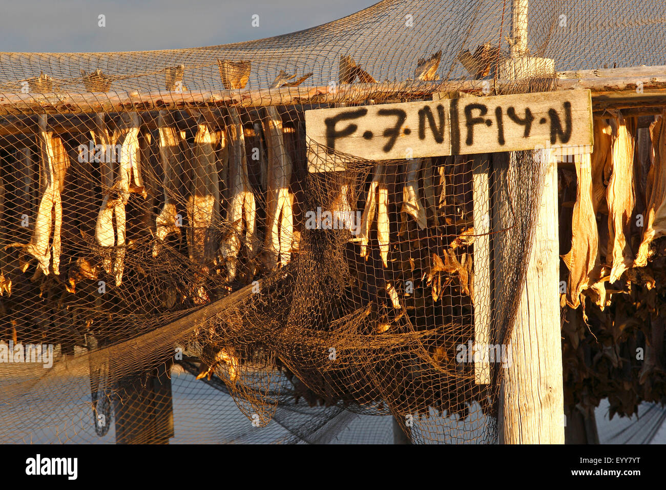 stockfish drying at fishing village, Norway, Varangerfjord Stock Photo ...
