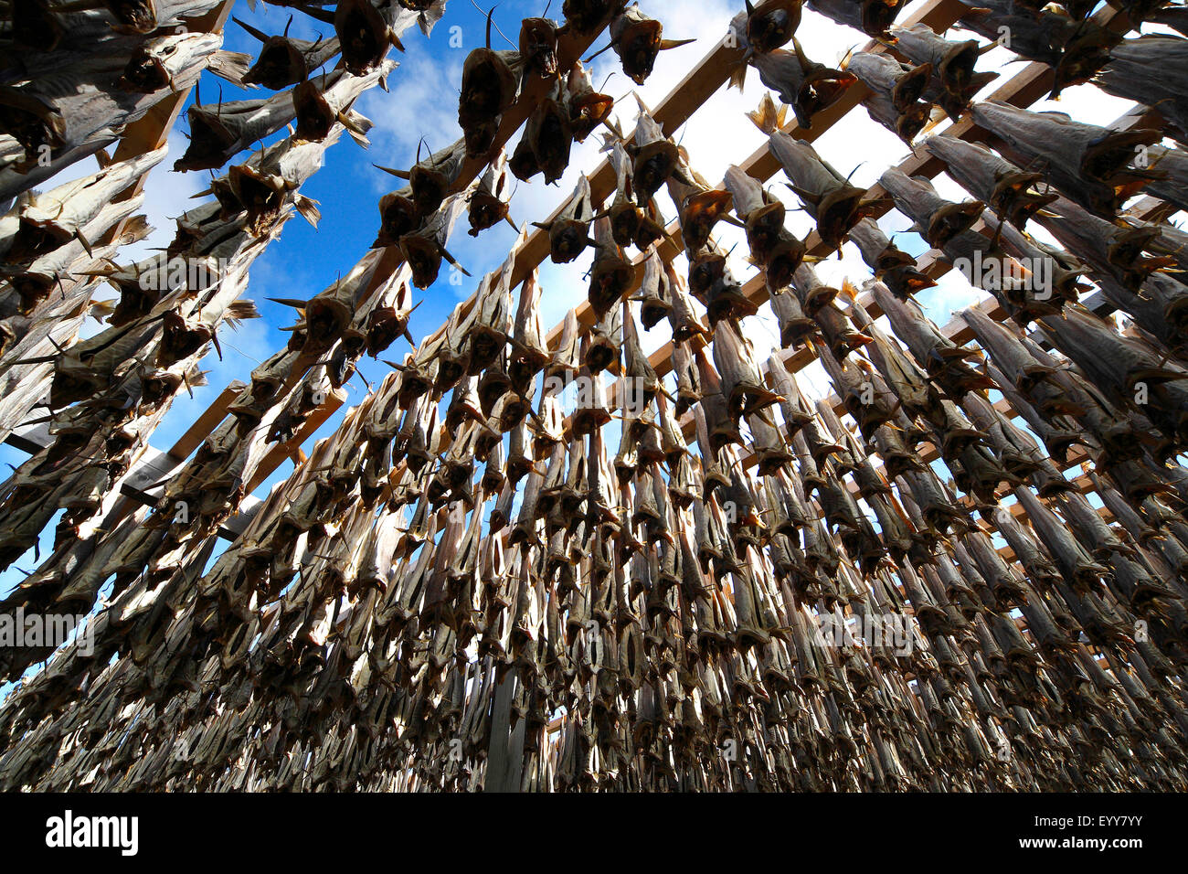 Piles of dry fishes hi-res stock photography and images - Alamy