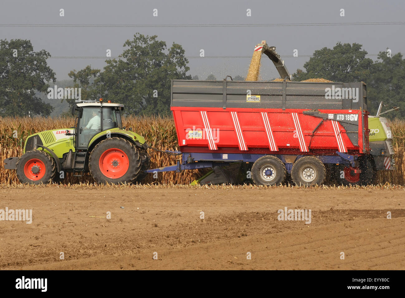 Indian corn, maize (Zea mays), maize harvest with tractor and trailer ...