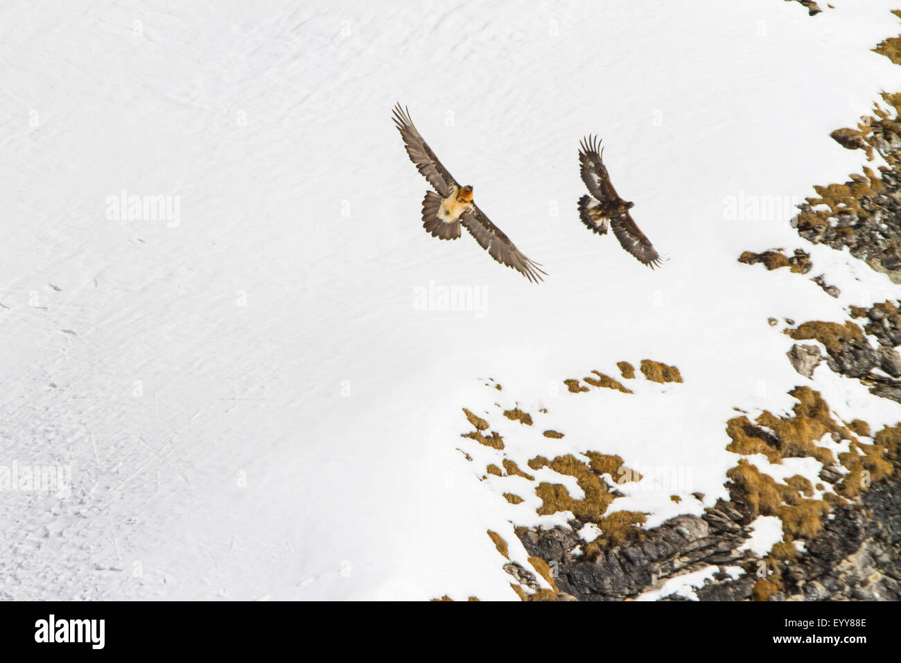 Lammergeier, Bearded Vulture (Gypaetus barbatus), bearded vulture ...