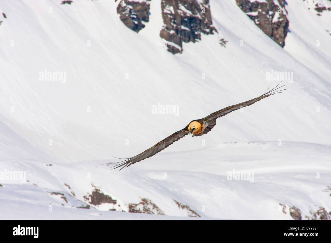 Lammergeier, Bearded Vulture (Gypaetus barbatus), bearded vulture in ...