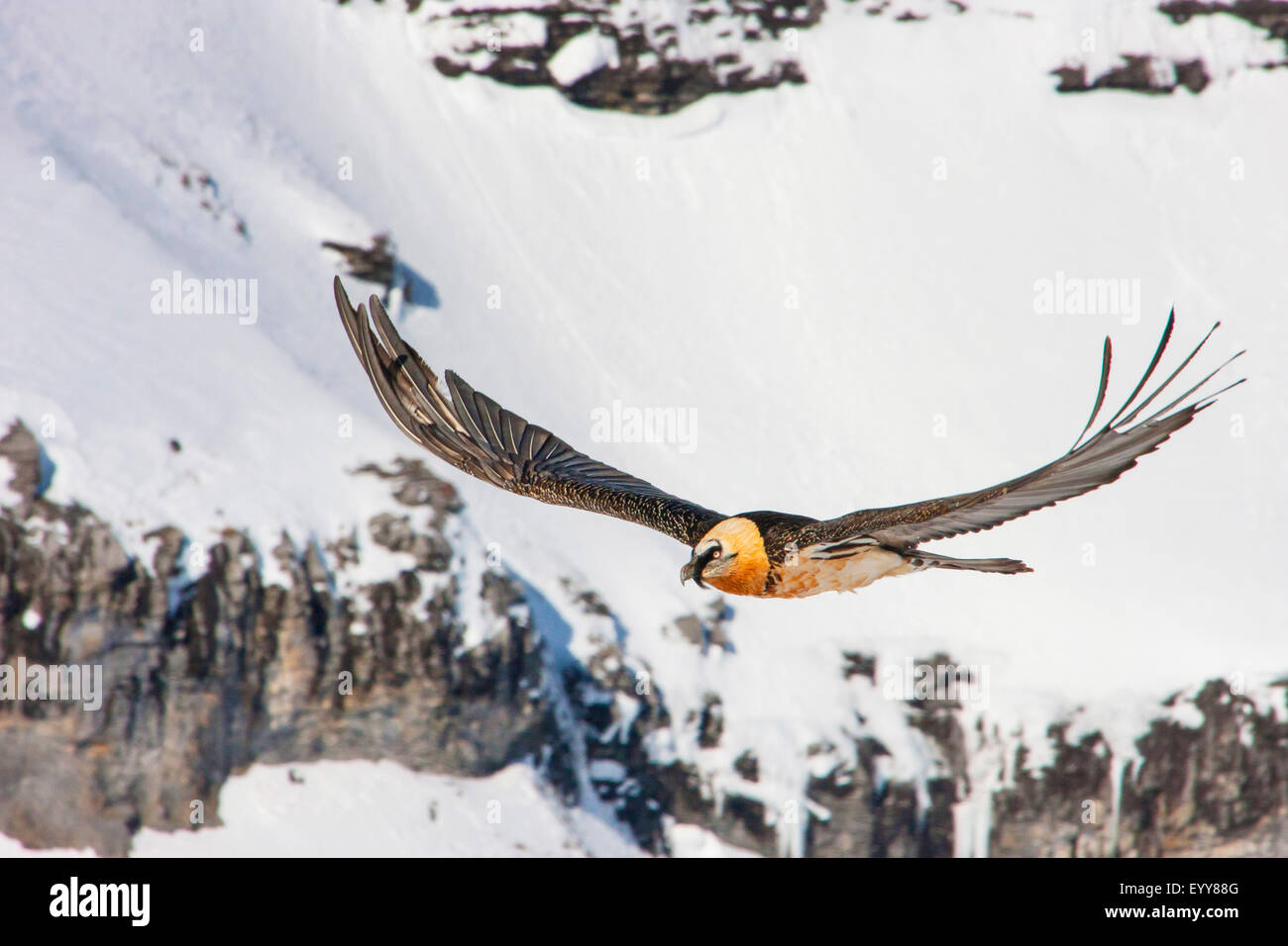 Bearded vulture alps hi-res stock photography and images - Alamy
