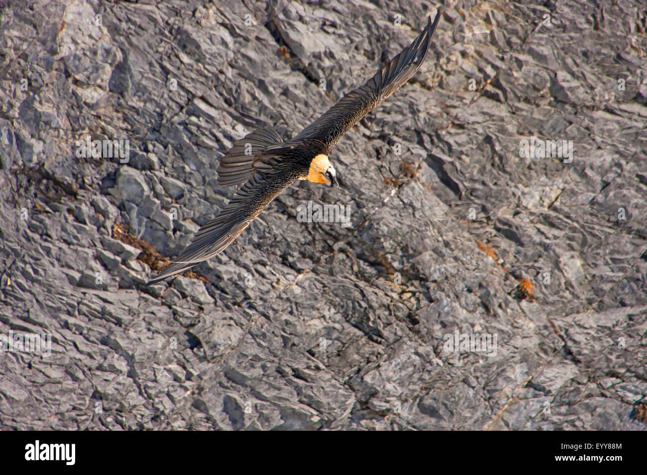 Lammergeier, Bearded Vulture (Gypaetus barbatus), bearded vulture in ...