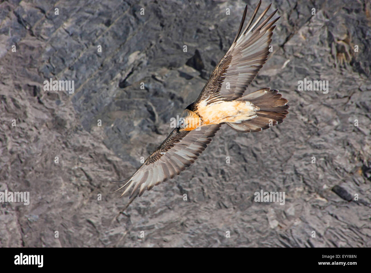 Lammergeier, Bearded Vulture (Gypaetus barbatus), bearded vulture in ...