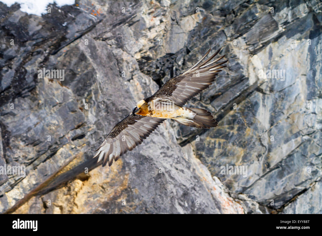 Lammergeier, Bearded Vulture (Gypaetus barbatus), bearded vulture in ...
