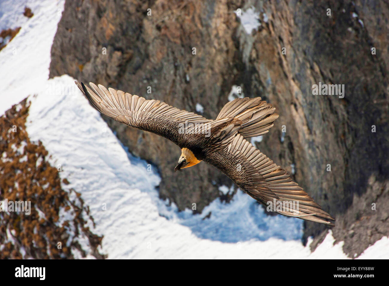 Vulture in flight hi-res stock photography and images - Alamy