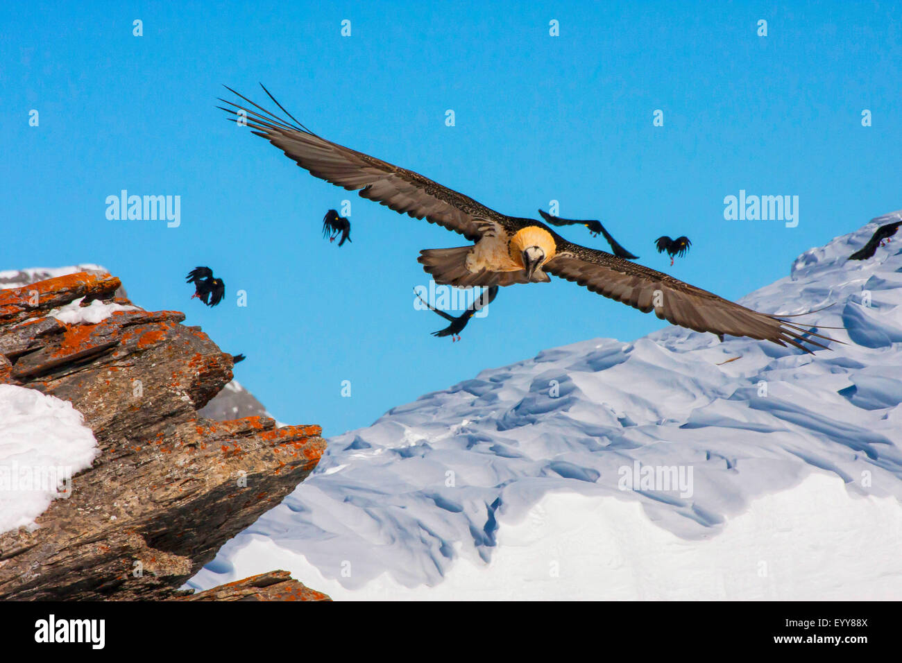 Lammergeier, Bearded Vulture (Gypaetus barbatus), bearded vulture in ...