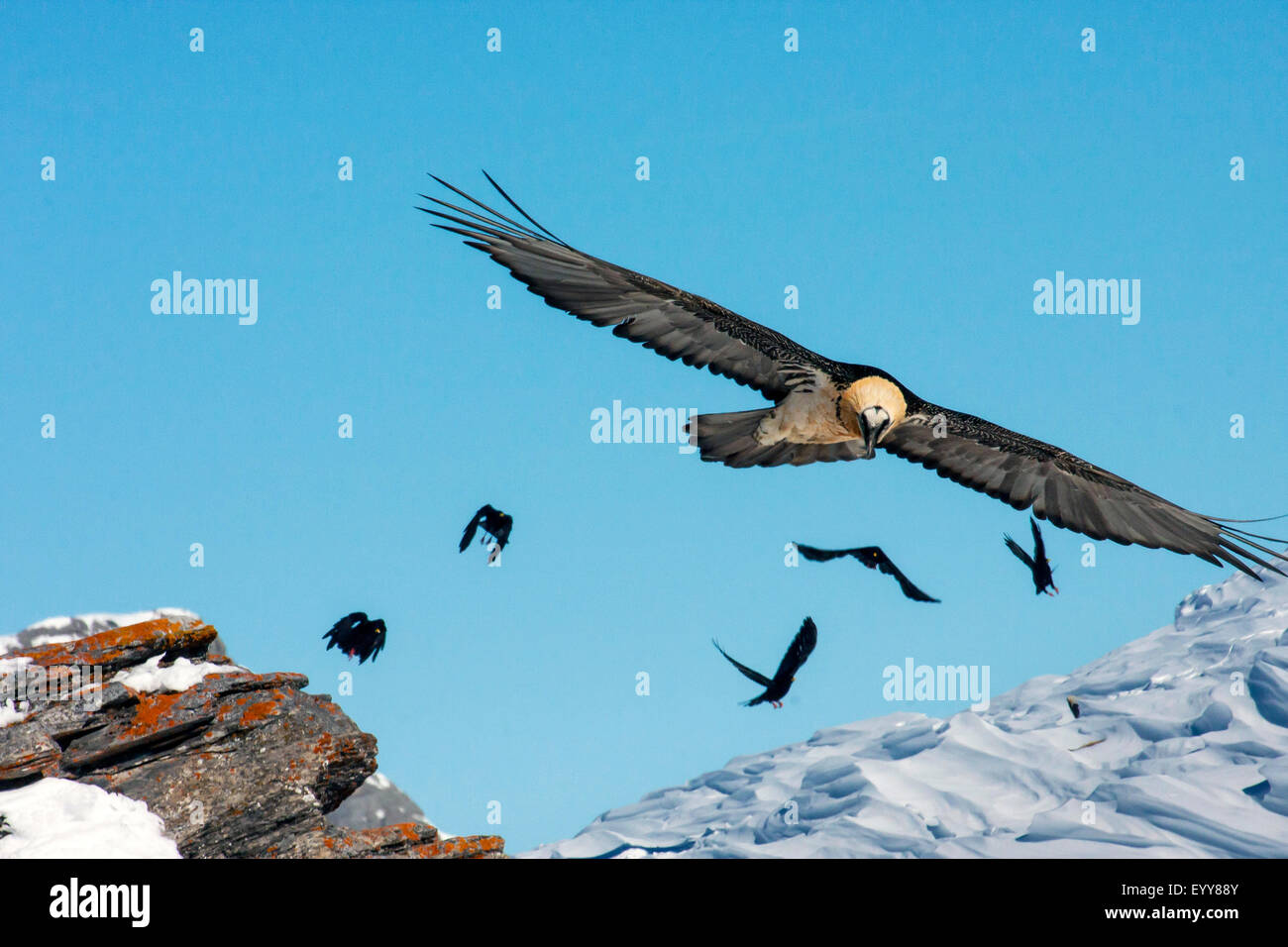 Bearded vulture in flight with alpine choughs hi-res stock photography ...