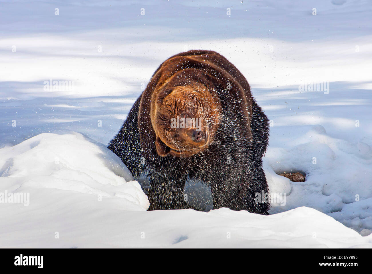 brown bear (Ursus arctos), brown bear standing in the snow and shaking ...