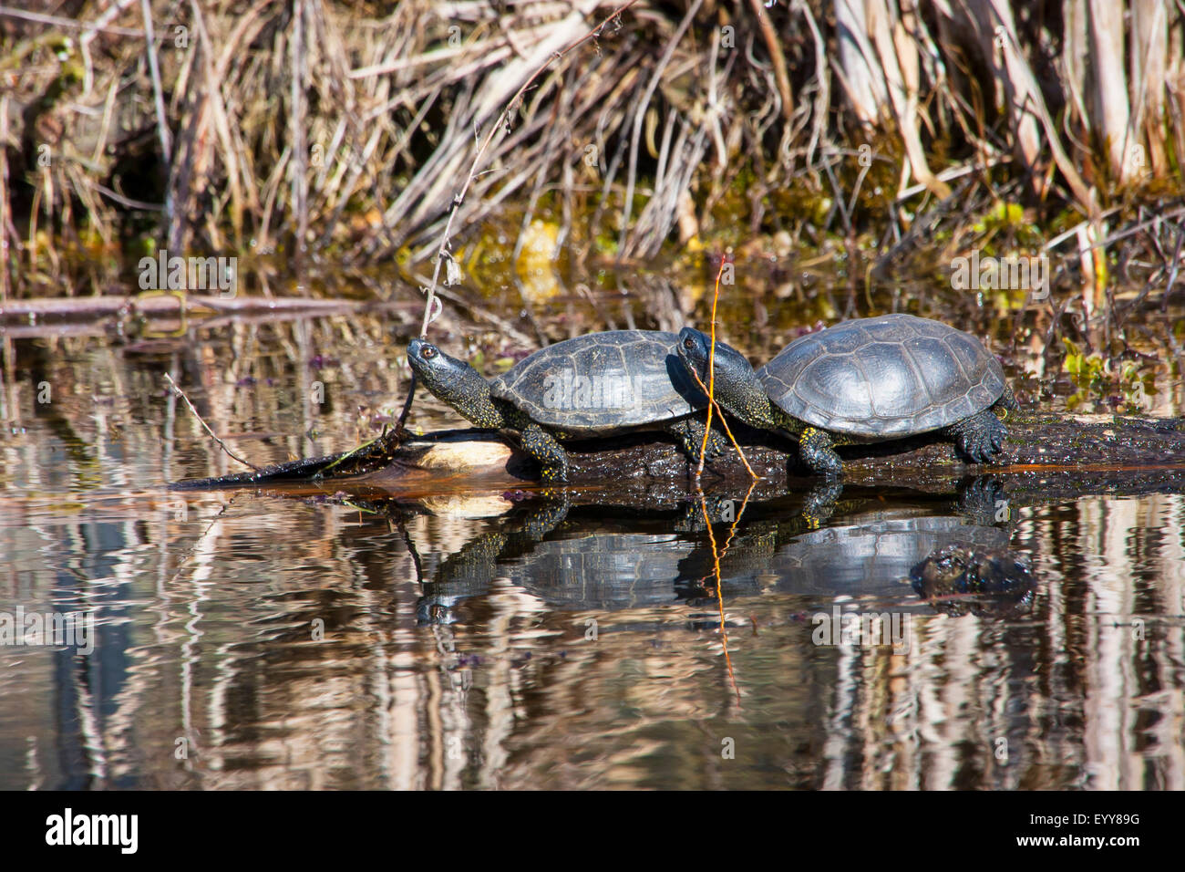 European pond terrapin, European pond turtle, European pond tortoise ...