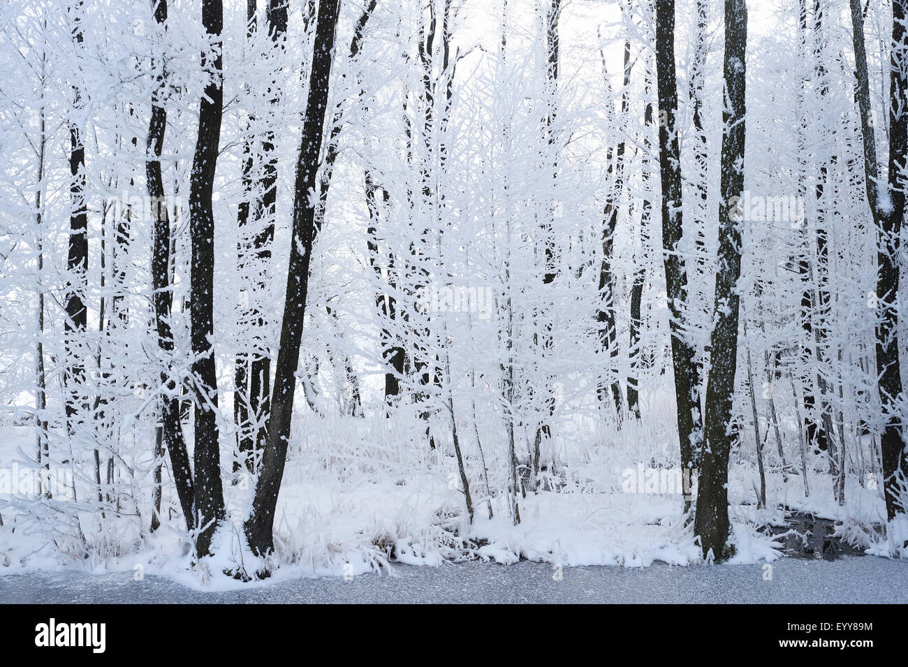 common alder, black alder, European alder (Alnus glutinosa), frozen ...