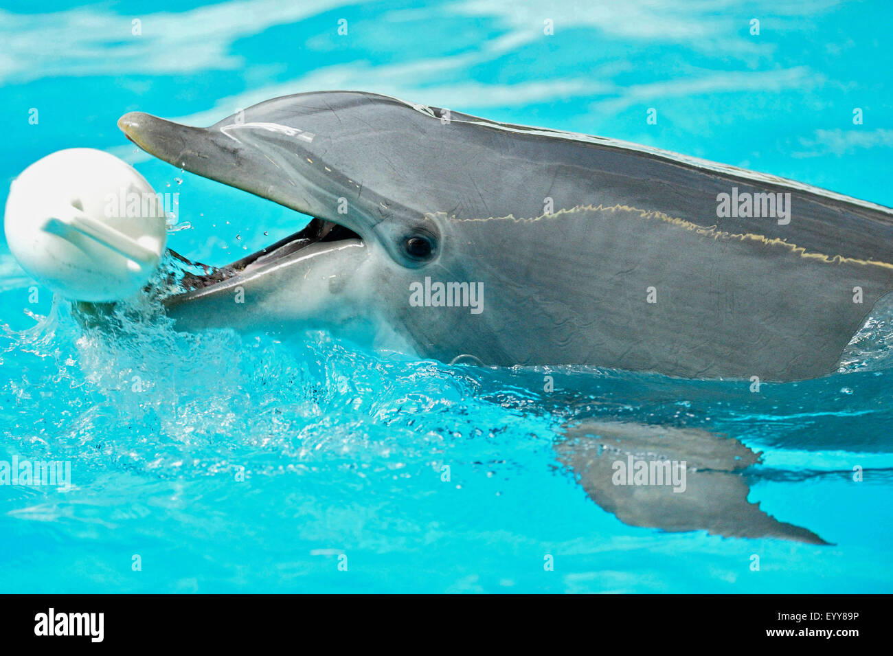 Bottlenosed dolphin, Common bottle-nosed dolphin (Tursiops truncatus ...