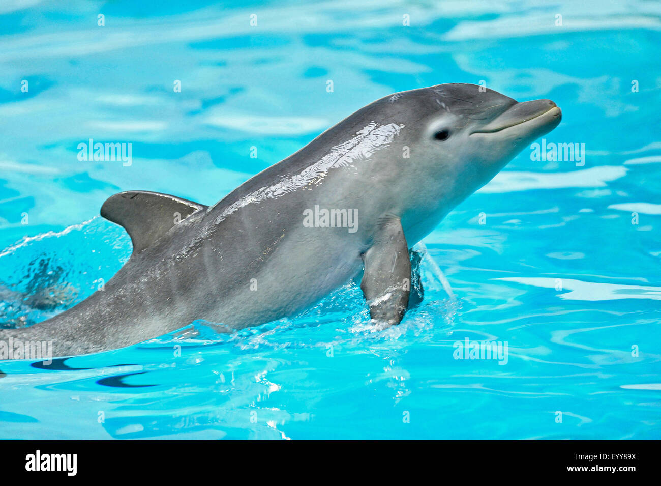 Bottlenosed dolphin, Common bottle-nosed dolphin (Tursiops truncatus ... Bottlenosed dolphin, Common bottle-nosed dolphin (Tursiops truncatus ...