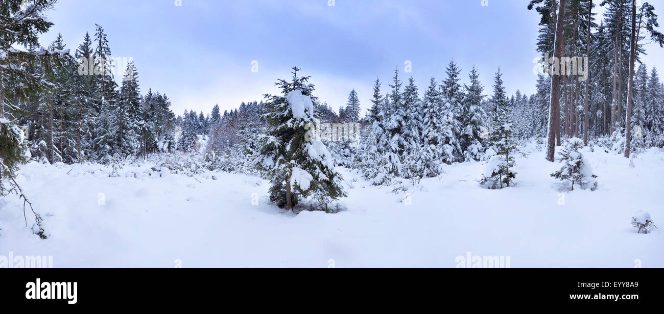 Forest clearing in norway hi-res stock photography and images - Alamy