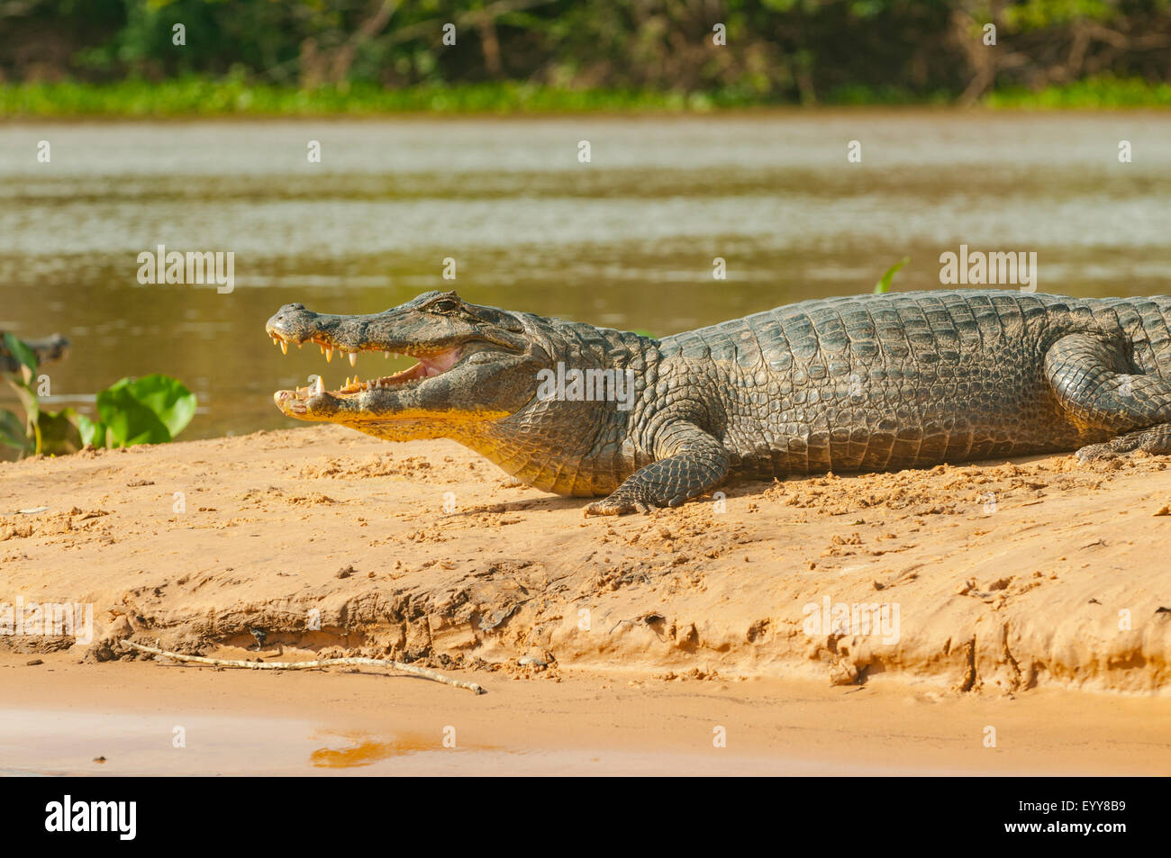 Caiman crocodilus hi-res stock photography and images - Alamy