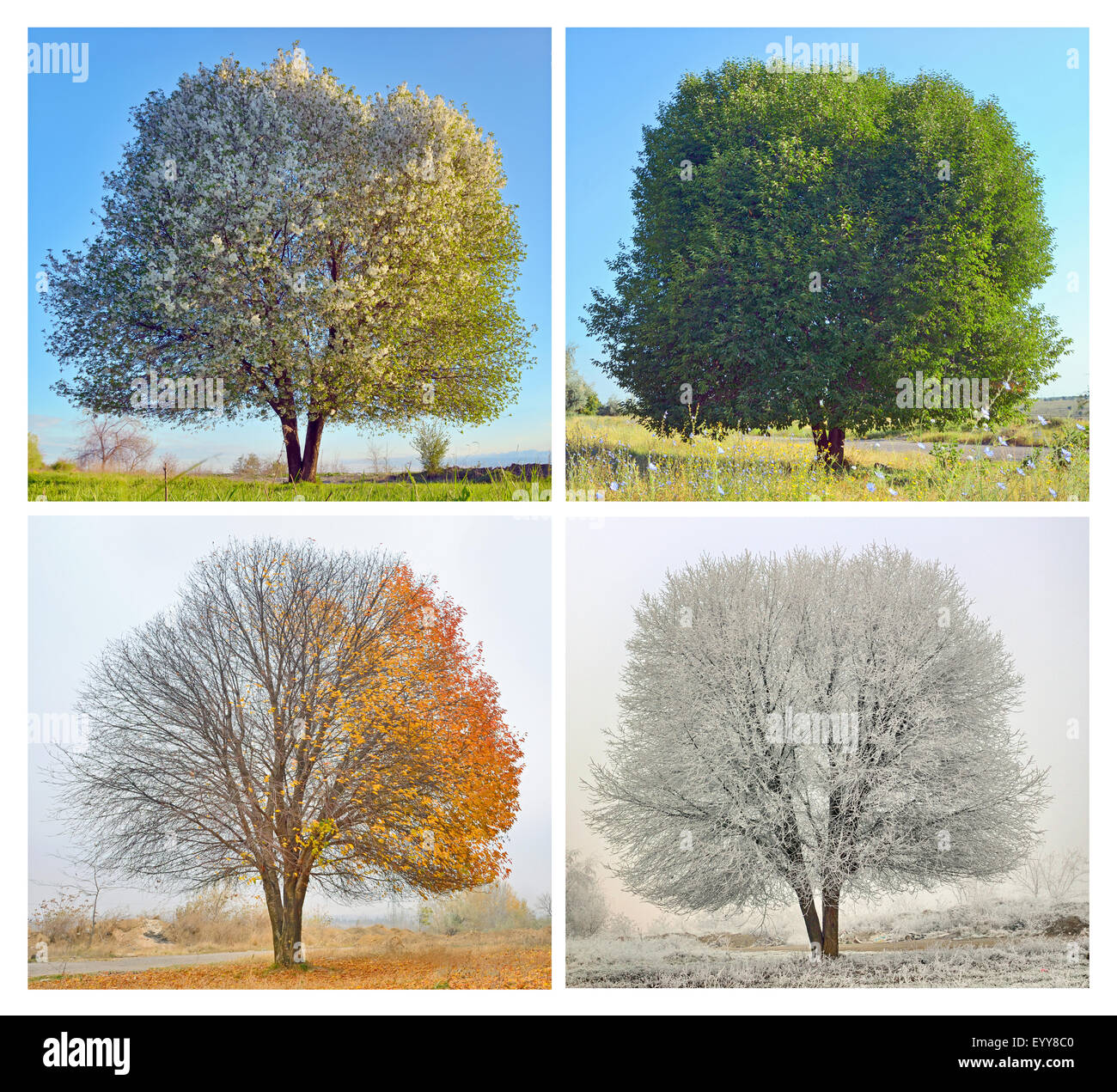 Four seasons for a lonely tree Stock Photo - Alamy