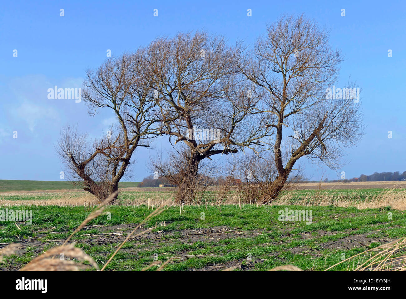 willow, osier (Salix spec.), three willows in polder landscape, Germany ...