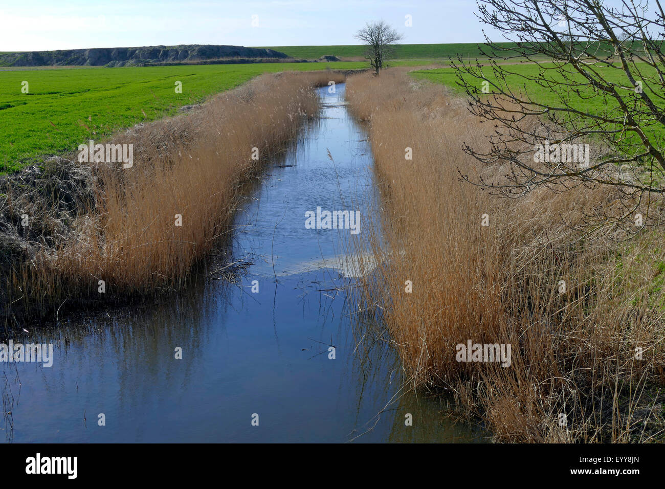 Drainage ditch with reed hi-res stock photography and images - Alamy