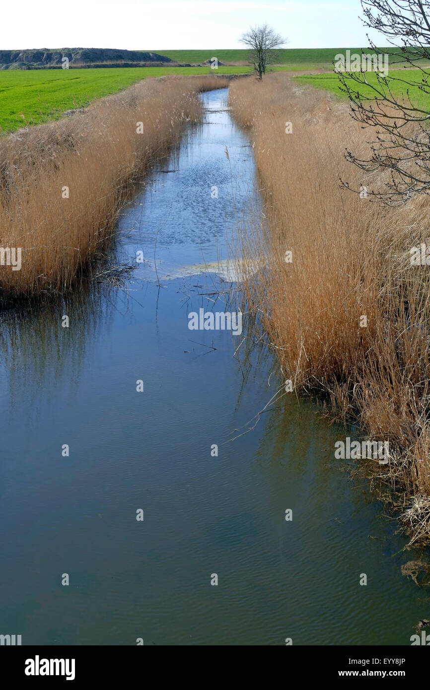 drainage ditch with reed, Germany, Lower Saxony, Cuxhaven Stock Photo ...