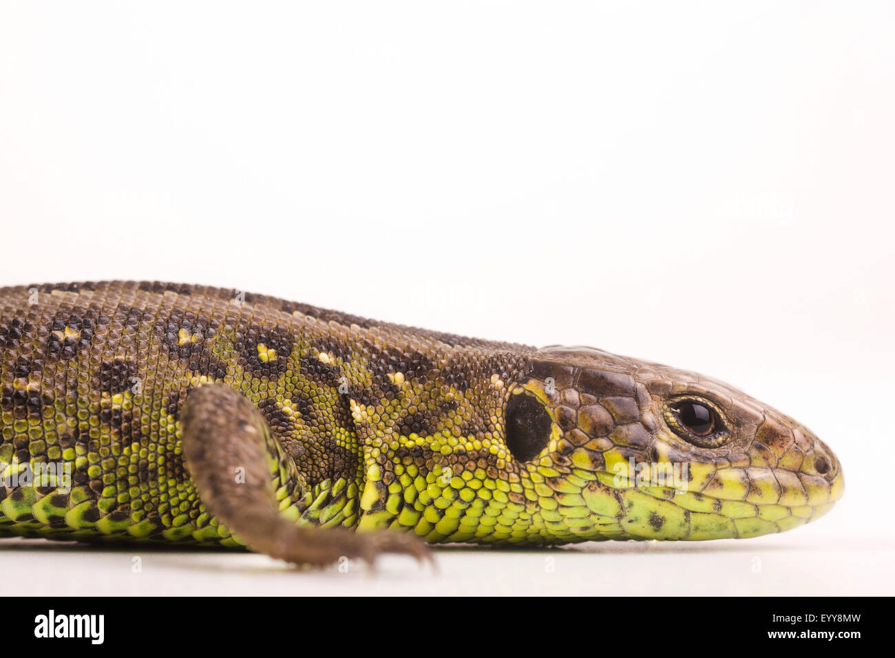 sand lizard (Lacerta agilis), portrait of a male, cut out, Austria ...