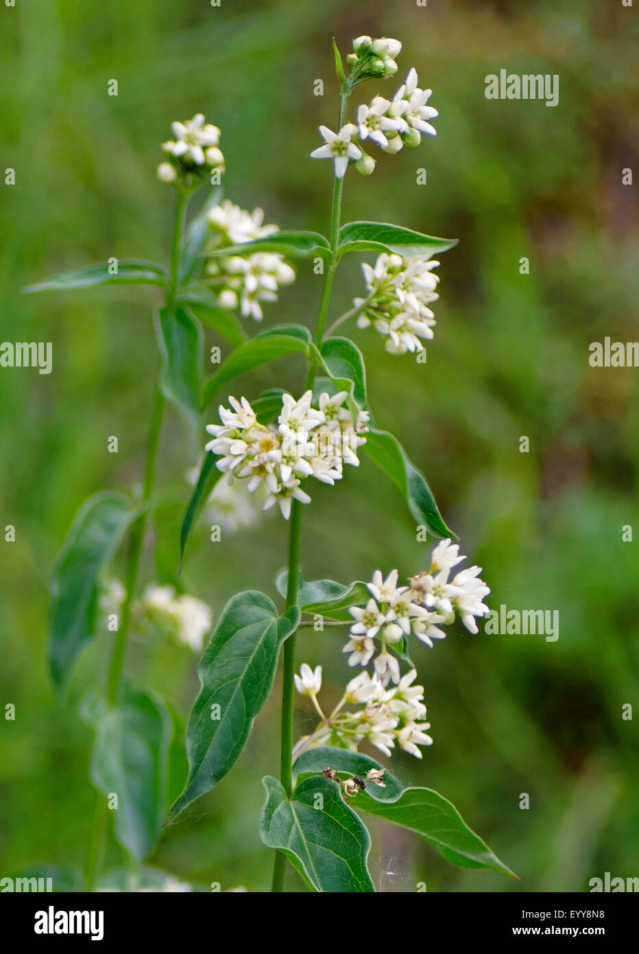 white swallow-wort (Vincetoxicum hirundinaria, Cynanchum vicentoxicum ...