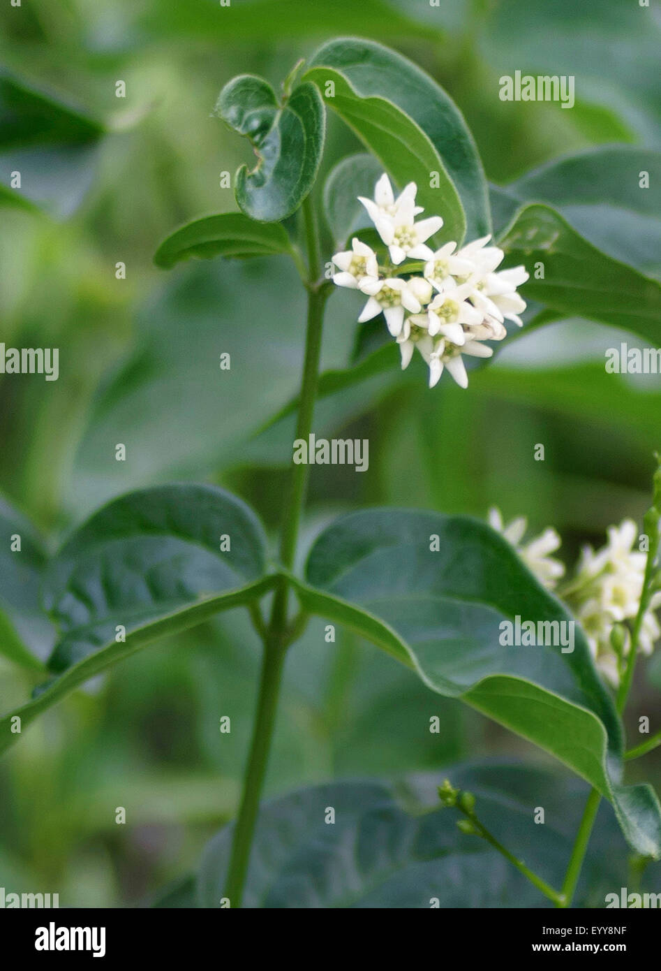 white swallow-wort (Vincetoxicum hirundinaria, Cynanchum vicentoxicum ...