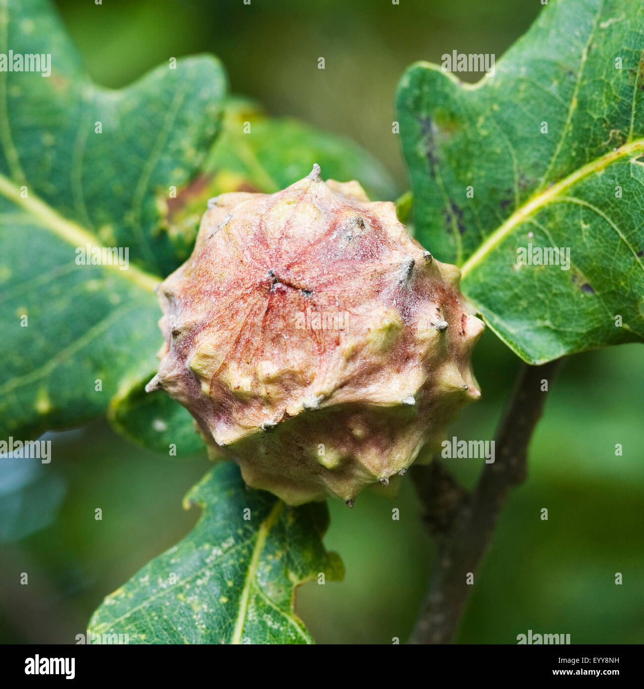 Common oak gallwasp, Oak leaf cherry-gall cynipid, Cherry gall (Cynips ...