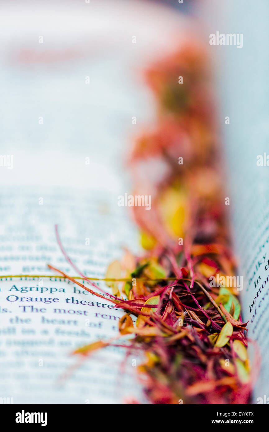 Drying book hi-res stock photography and images - Alamy