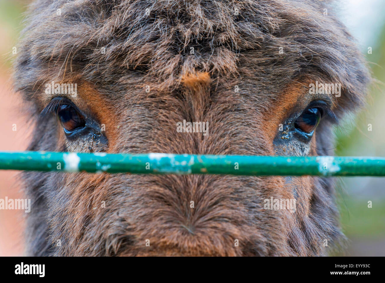 Close up donkeys eye hi-res stock photography and images - Alamy