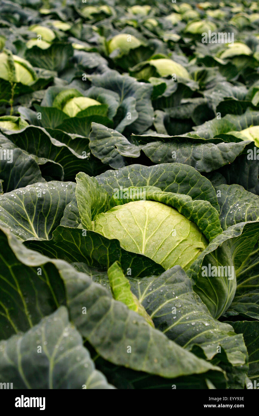 White cabbage (Brassica oleracea var. capitata f. alba), cabbage field ...