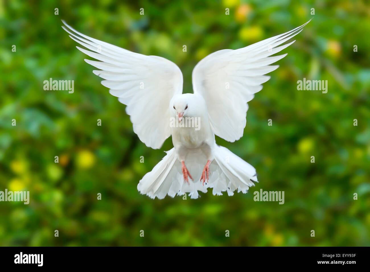 Fantail pigeons flying hi-res stock photography and images - Alamy