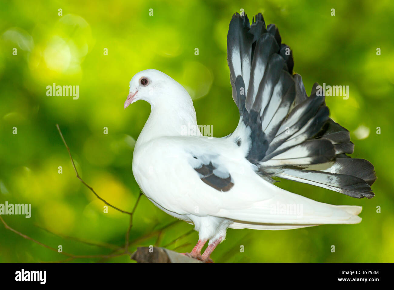 Fantail pigeon hi-res stock photography and images - Alamy