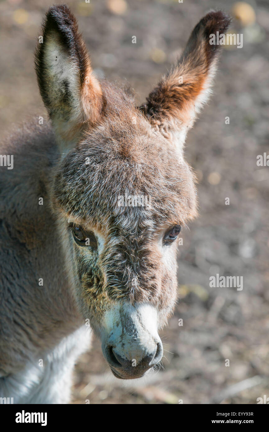 Domestic donkey (Equus asinus asinus), portrait of a foal, Germany ...