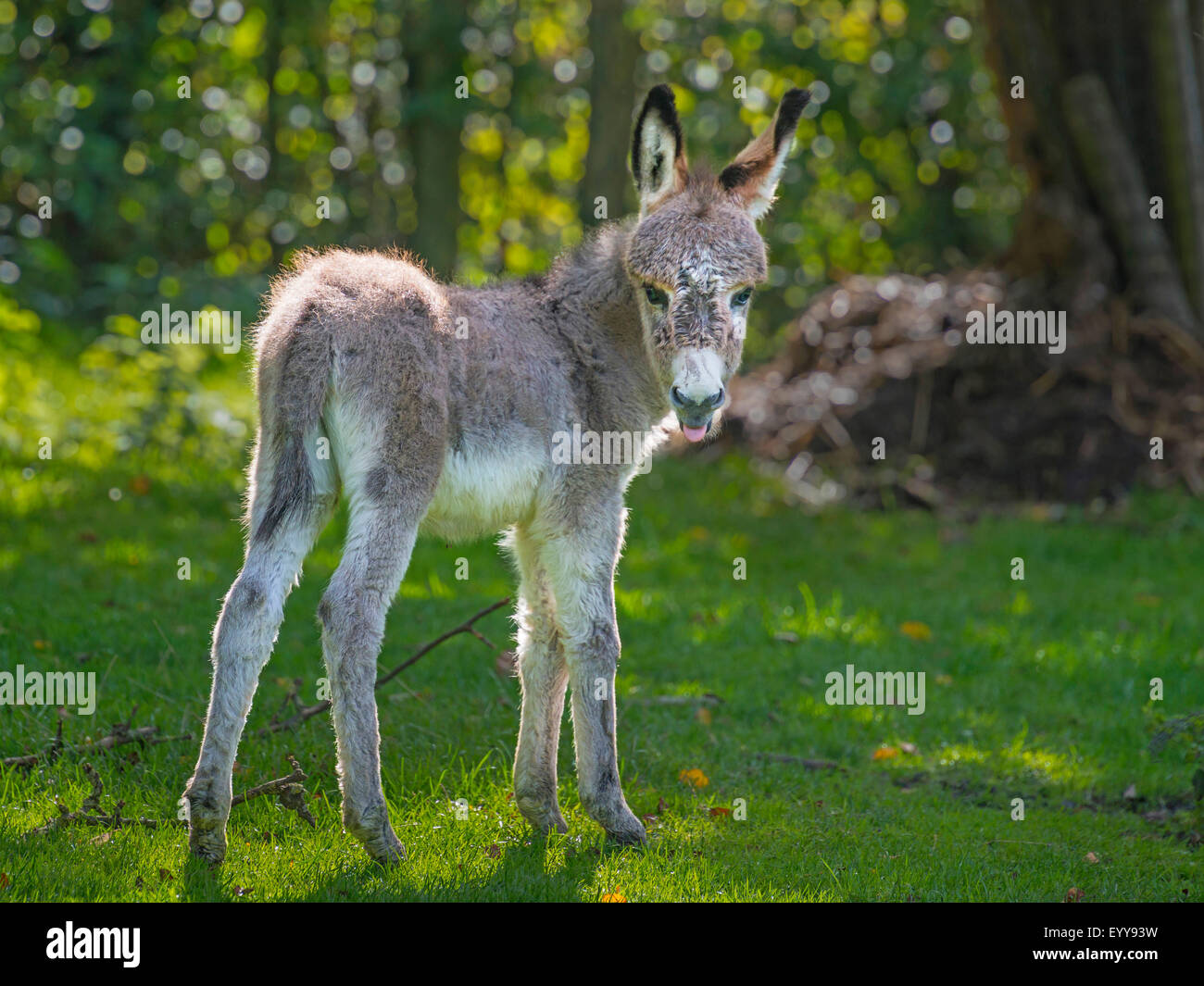 Domestic donkey (Equus asinus asinus), foal in a meadow, Germany, North ...