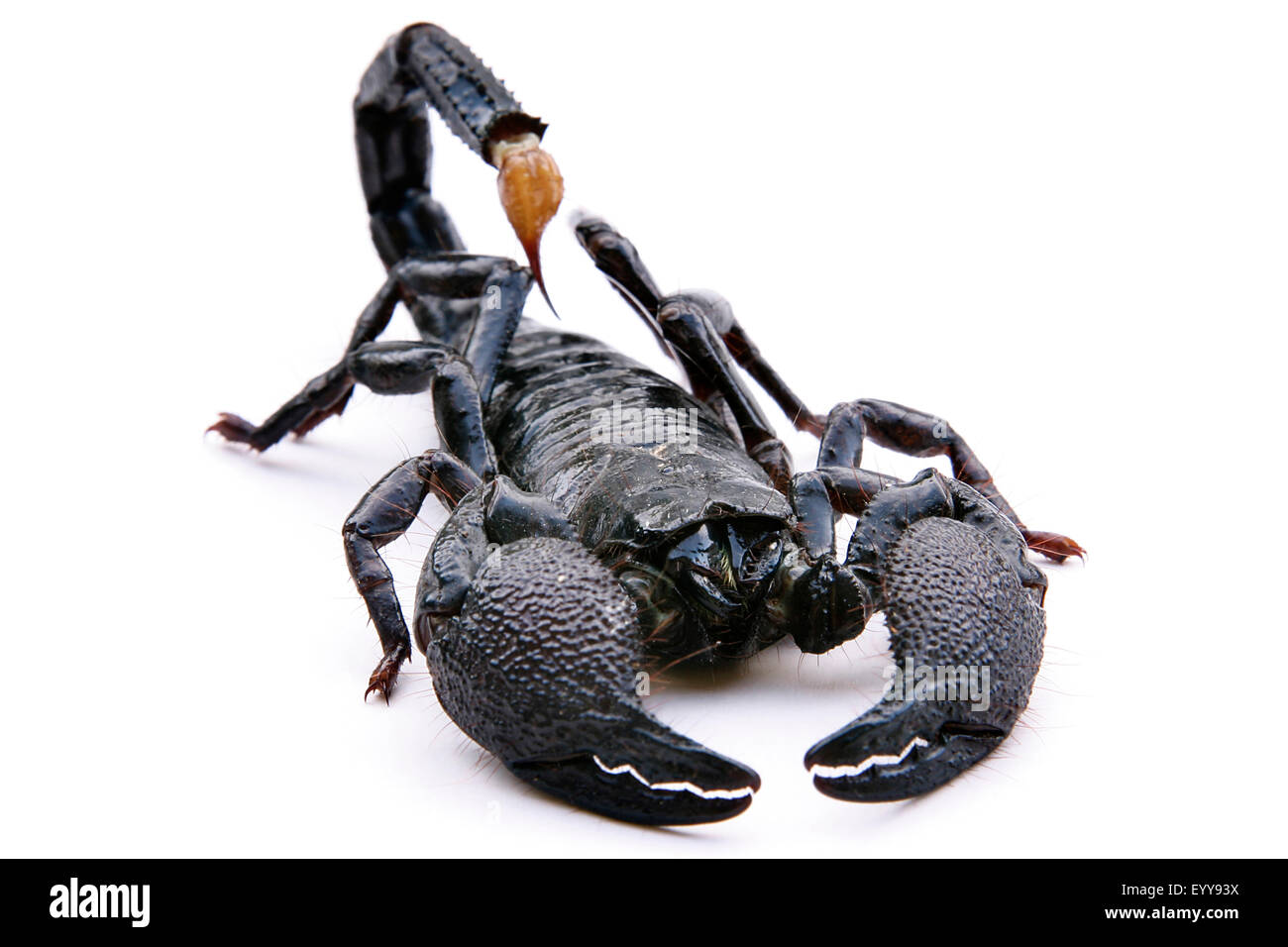 Scorpions Up Close High Resolution Stock Photography and Images - Alamy