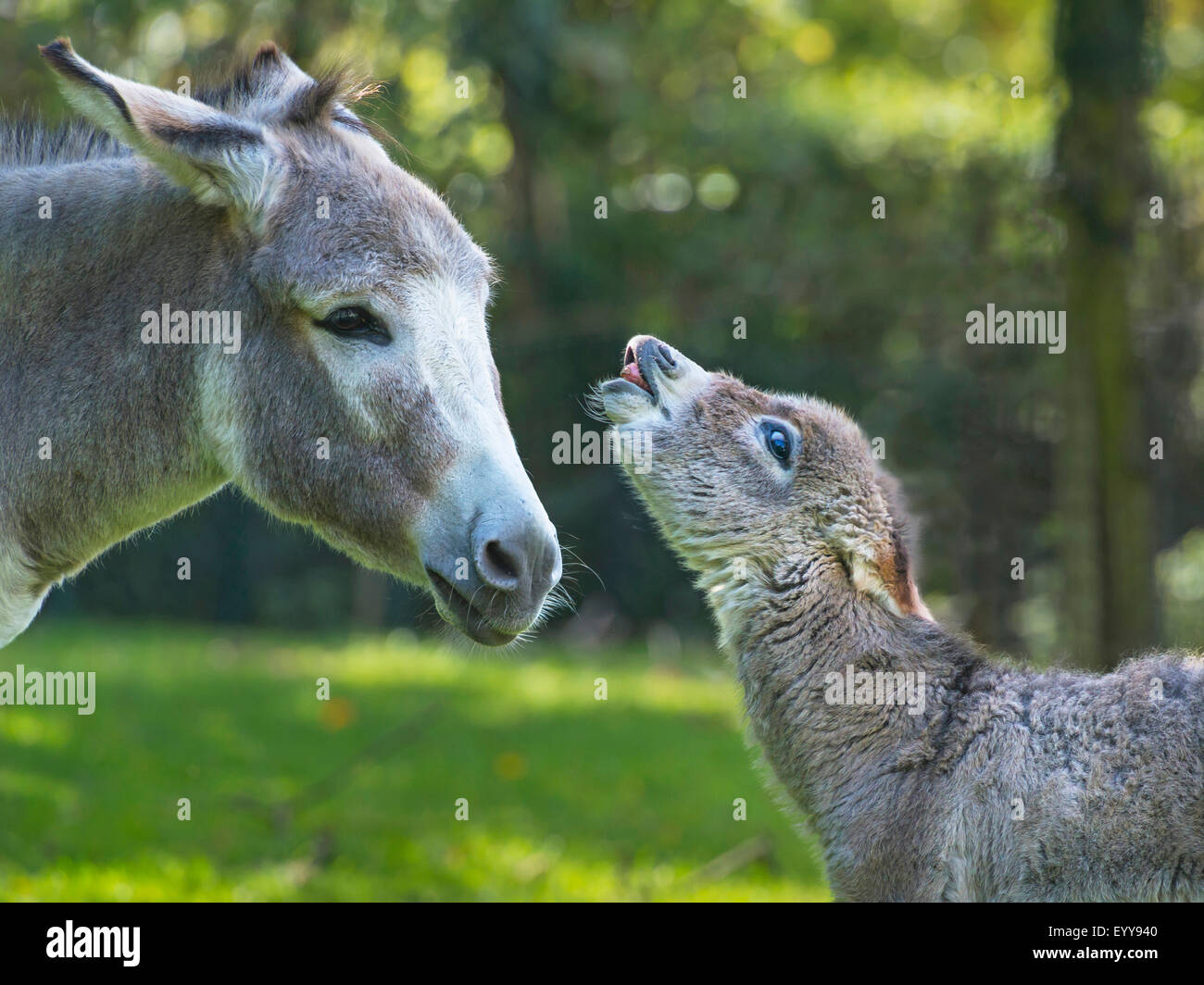 Donkey equus asinus asinus europe hi-res stock photography and images ...