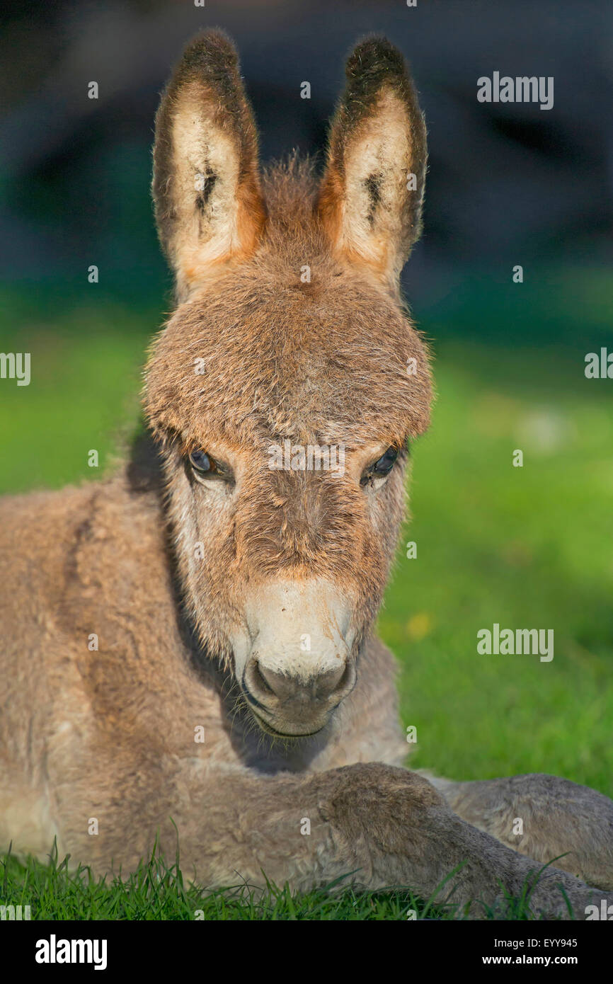 Domestic donkey (Equus asinus asinus), portrait of a foal, Germany ...