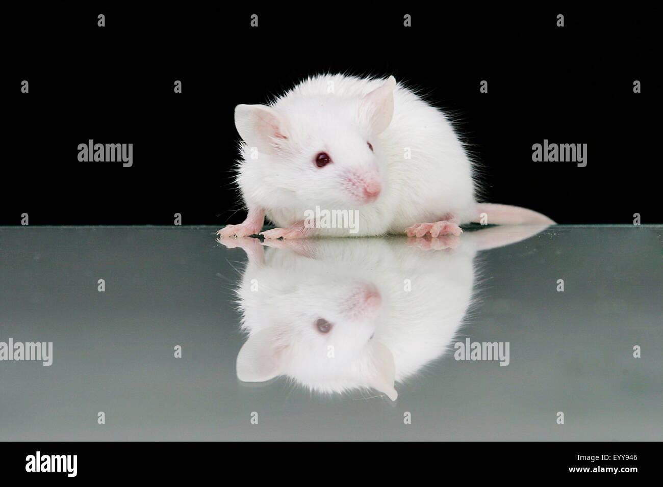 house mouse (Mus musculus), white mouse before black background ...
