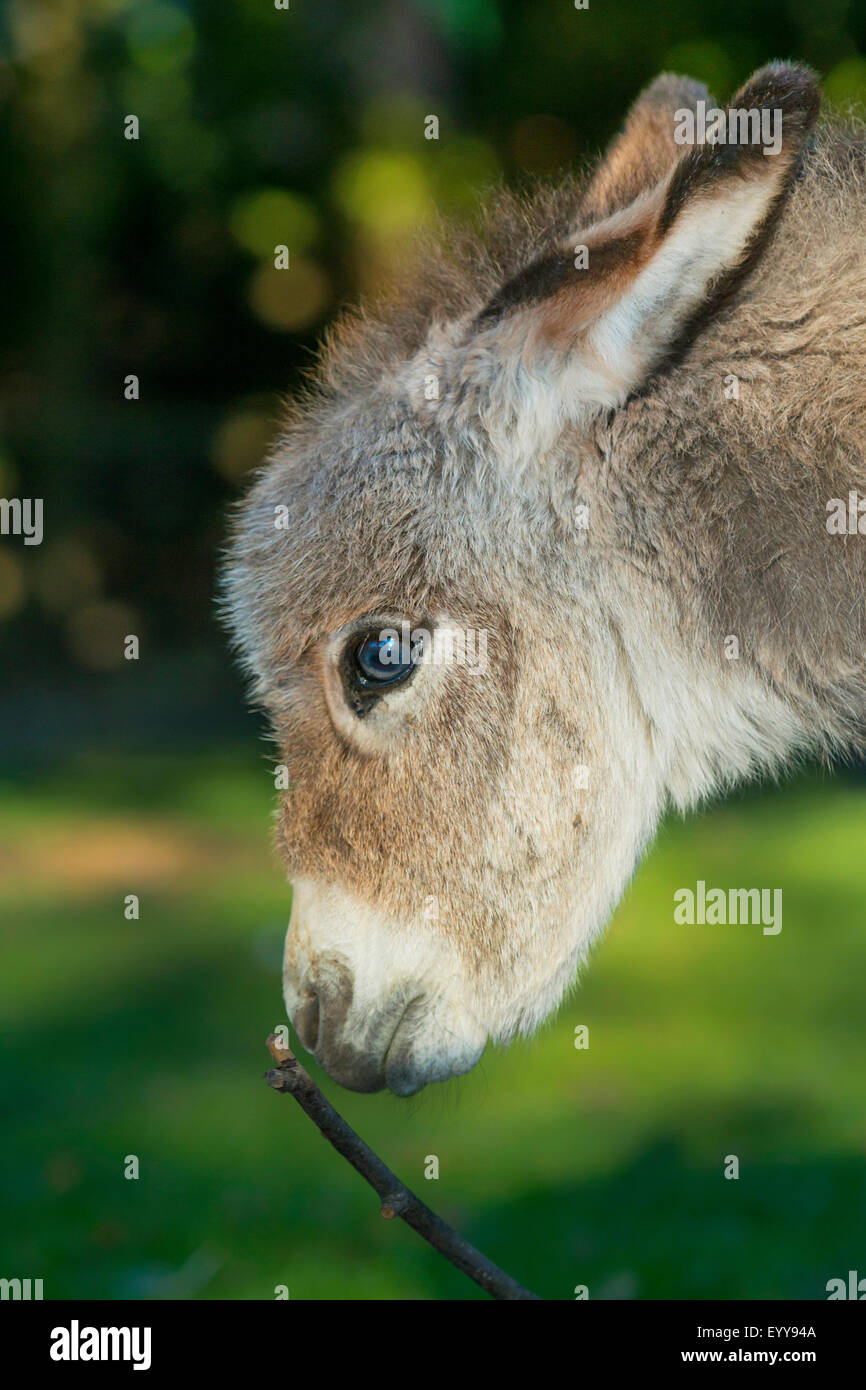 Domestic donkey (Equus asinus asinus), portrait of a foal in profile ...