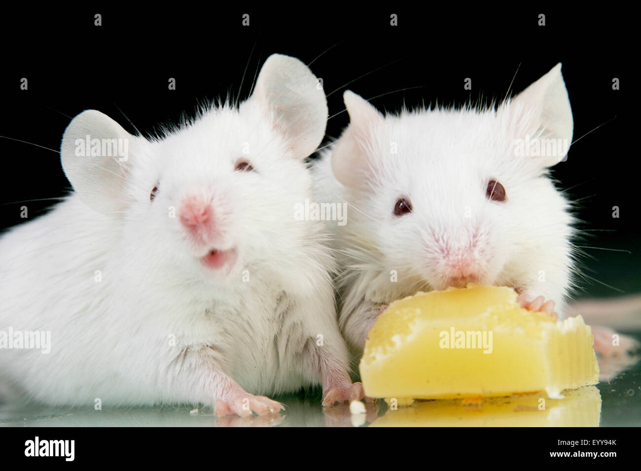 Albino Animal Other Animals High Resolution Stock Photography and ...