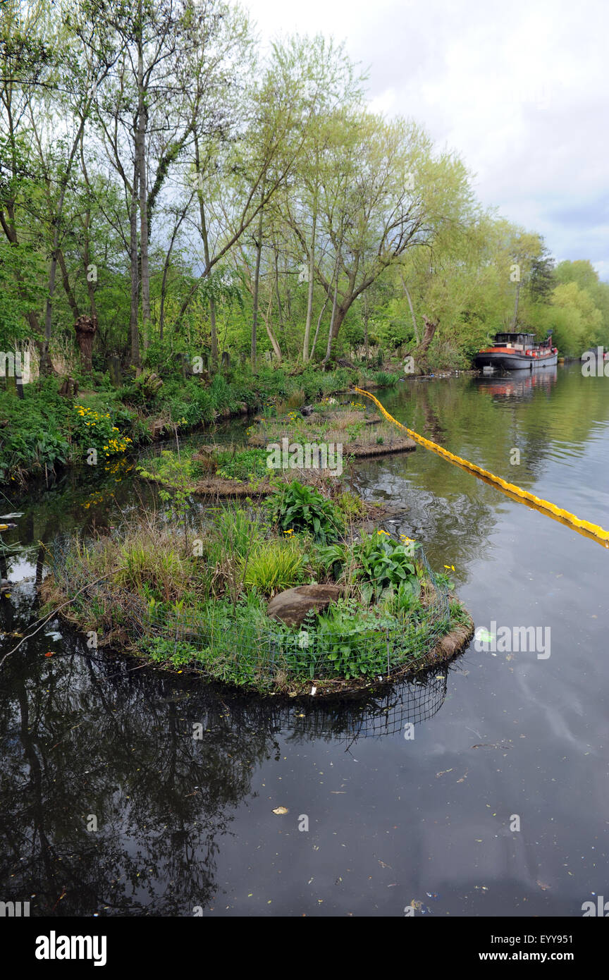 Floating islands of vegetation on Regents Canal next to the nature park ...