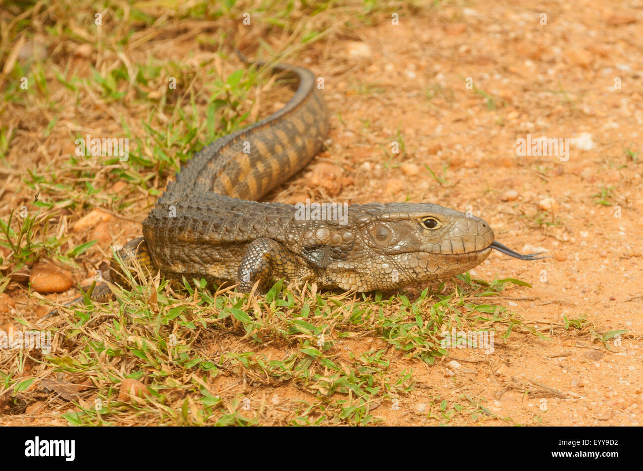 Dracaena paraguayensis hi-res stock photography and images - Alamy