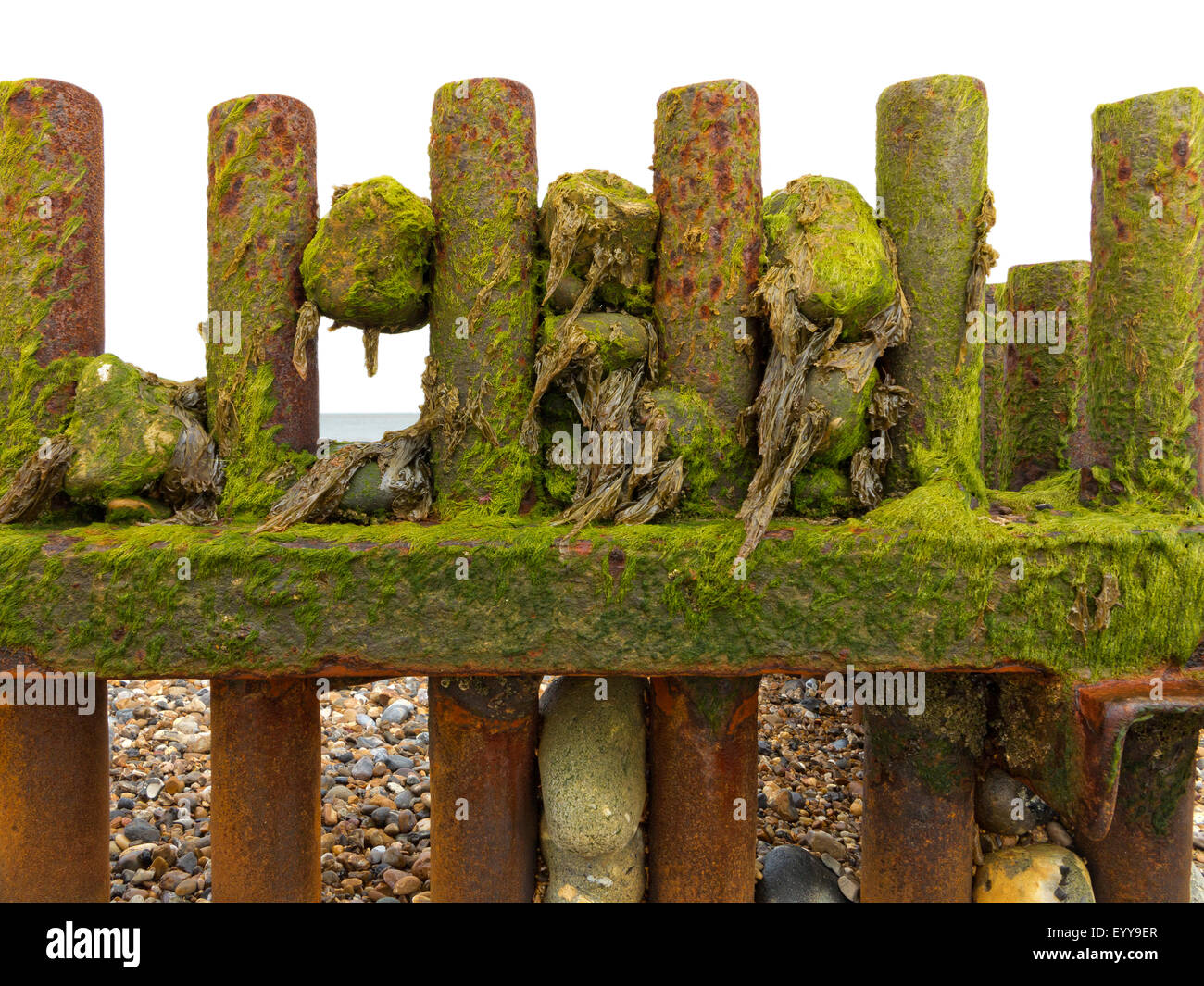 Metal groynes with trapped pebbles and weed on a Norfolk beach England ...